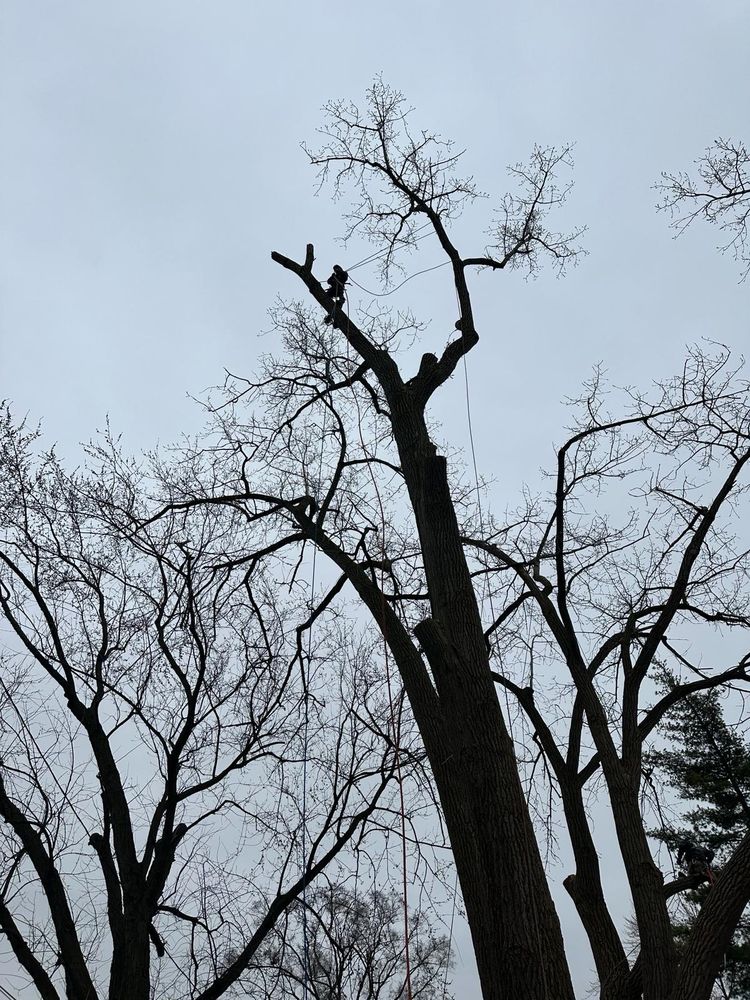 CT TREE SERVICE - Updated May 2024 - Request a Quote - Auburn hills ...