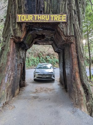 TOUR THRU TREE - Updated December 2025 - 92 Photos & 55 Reviews - 430 ...