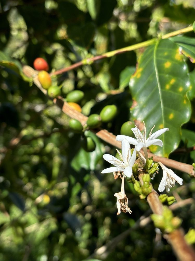 HALA TREE COFFEE - Updated September 2024 - 146 Photos & 82 Reviews ...