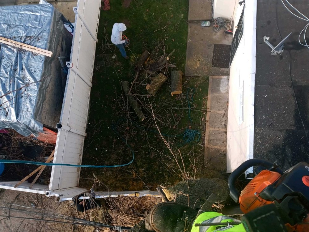 TARZAN TREE REMOVAL - Updated October 2025 - 294 Photos & 60 Reviews ...