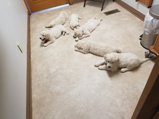 FOOTHILLS VETERINARY HOSPITAL - Updated June 2025 - 26 Photos & 21 ...