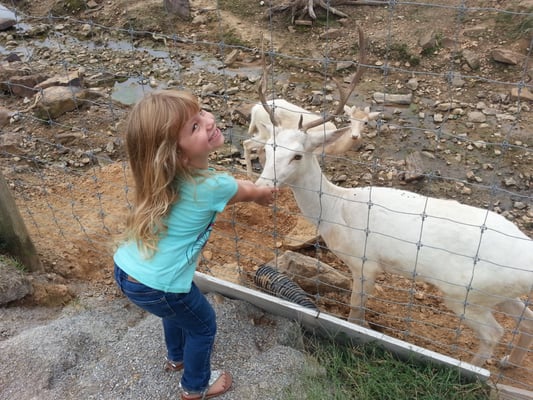 LAZY L SAFARI - Updated December 2025 - 2763 County Rd 618, Cape ...