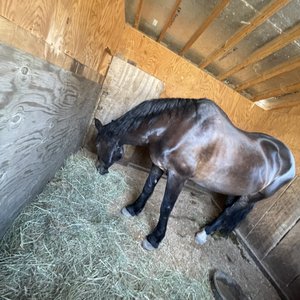 WATCHUNG STABLE - Updated June 2025 - 12 Photos - 1160 Summit Ln ...