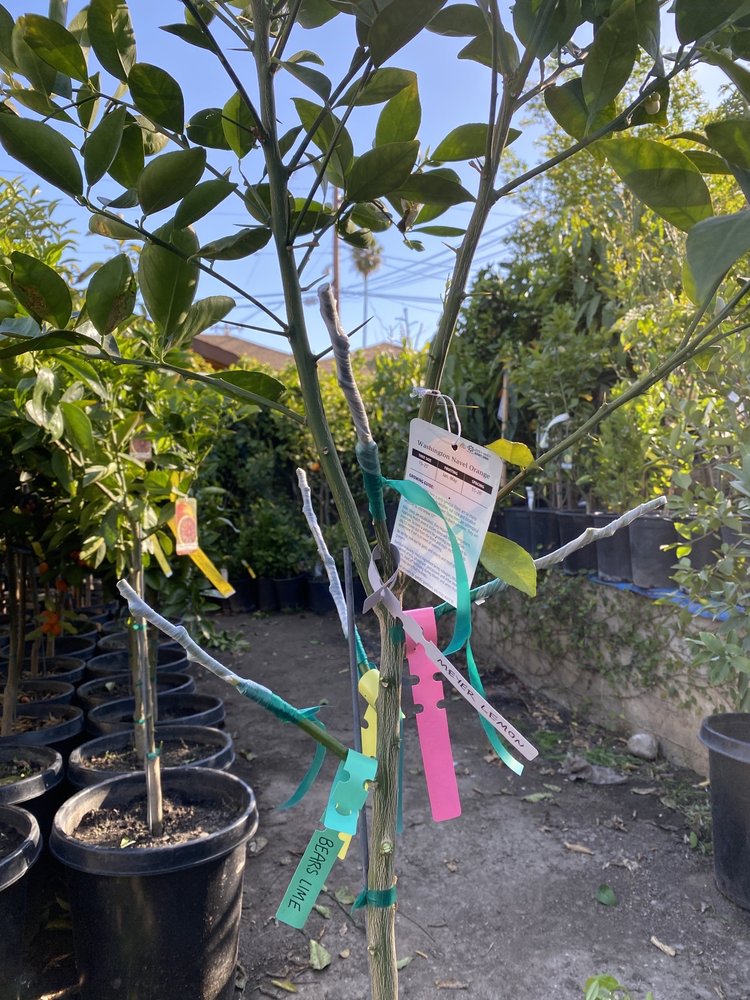 ORGANIC FRUIT TREE LA - Updated May 2024 - 30 Photos & 26 Reviews - 663 ...