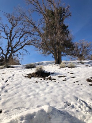 TEHACHAPI MOUNTAIN PARK - 154 Photos & 24 Reviews - 17350 Water Canyon ...