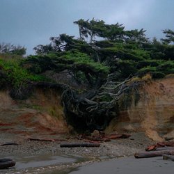 TREE OF LIFE - 26 Photos - 101 Old State Hwy, Forks, Washington ...