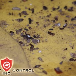 RODENT CONTROL - 70 Photos & 223 Reviews - 5455 Wilshire Blvd, Los ...