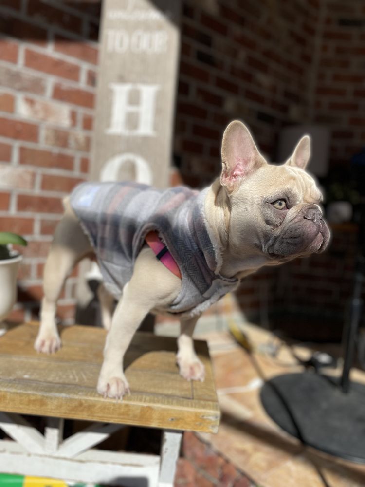 LA TI DA FRENCH BULLDOGS - Request Information - 11 Photos - Belle ...