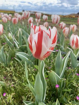 DUTCH HOLLOW FARMS - 211 Photos & 93 Reviews - 2500 Santa Fe Ave ...