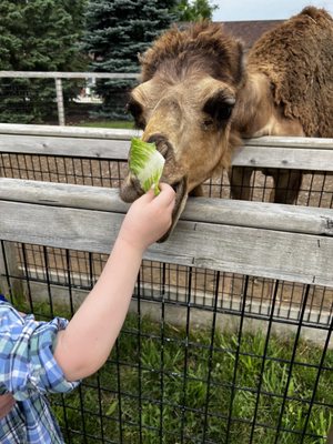 BOULDER RIDGE WILD ANIMAL PARK - Updated January 2026 - 156 Photos & 61 ...