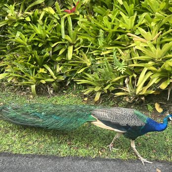 PANA’EWA RAINFOREST ZOO & GARDENS - Updated October 2024 - 780 Photos ...