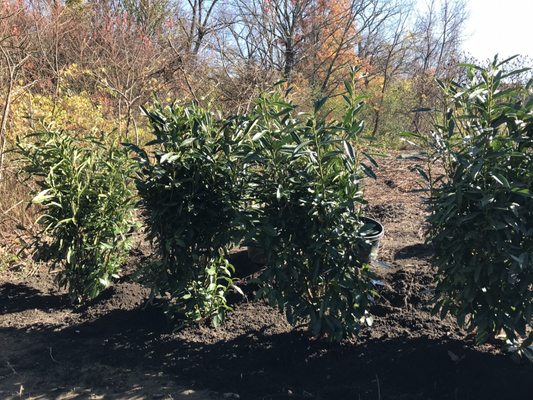 BOSTON NATURE CENTER & WILDLIFE SANCTUARY - 32 Photos - 500 Walk Hill ...