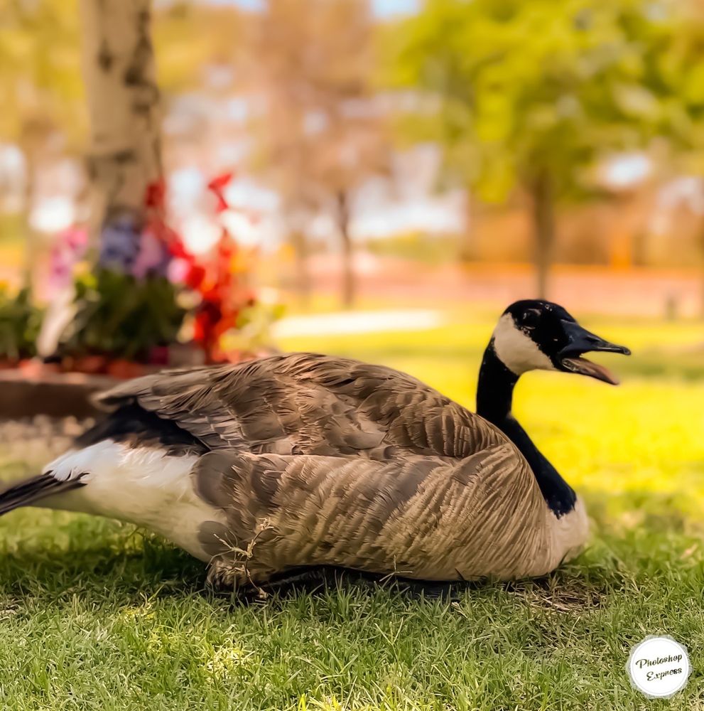 SUNSET PARK - 912 Photos & 328 Reviews - Dog Parks - 2601 E Sunset Rd ...