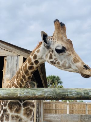 ZOO WORLD - 233 Photos & 108 Reviews UPDATED March 2022 - Zoos - 9008 ...