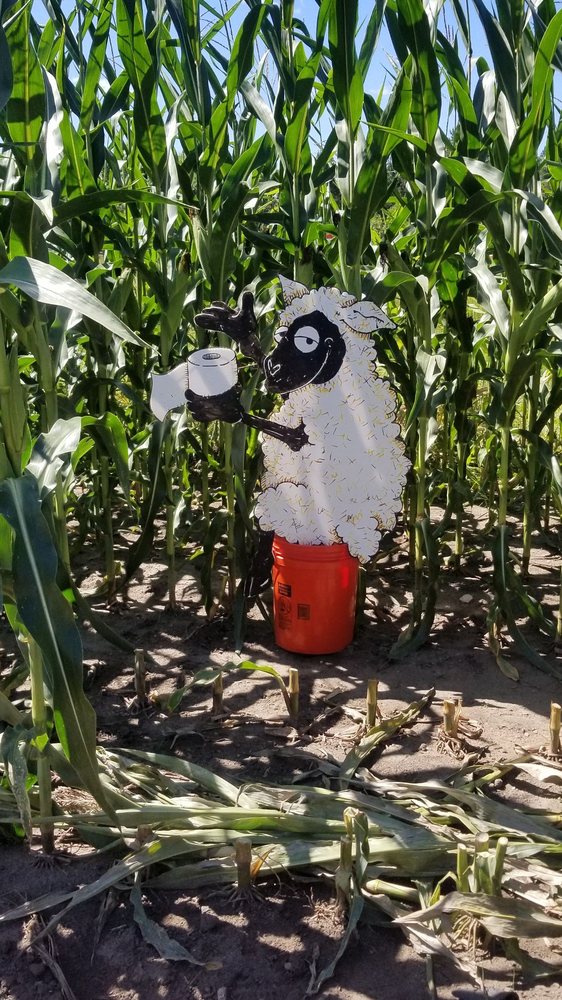 SEVER’S CORN MAZE & FALL FESTIVAL - 53 Photos & 41 Reviews - 3121 W ...