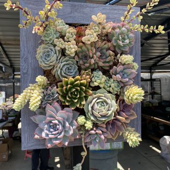 SHUNA’S SUCCULENT HOUSE - Updated February 2025 - 111 Photos & 29 ...