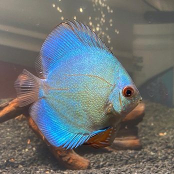 DISCUS MADNESS - Updated December 2025 - 73 Photos & 32 Reviews - 1010 ...