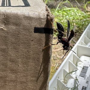 ARTERIX PEST CONTROL - 28 Photos & 138 Reviews - Rockville, Maryland ...