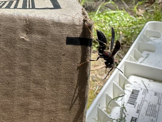 ARTERIX PEST CONTROL - Updated December 2025 - 36 Photos & 223 Reviews ...