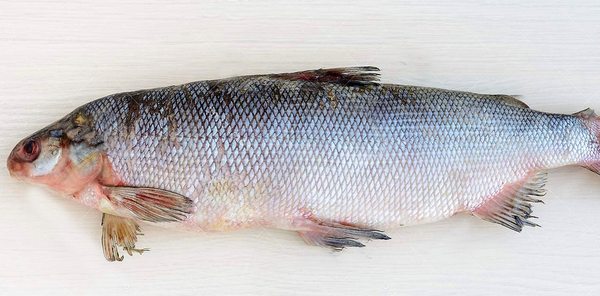 NORTH FISH USA - Updated December 2025 - 2681 S Park Rd, Hallandale ...