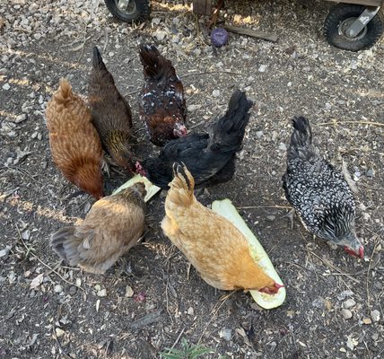 FAST ACTION PEST CONTROL - Updated December 2025 - 137 Photos & 756 ...