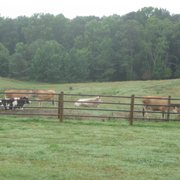 HOWLING COW DAIRY EDUCATION CENTER AND CREAMERY - 127 Photos & 41 ...