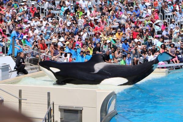 SHAMU SHOW: BELIEVE - Updated November 2024 - 86 Photos & 22 Reviews ...