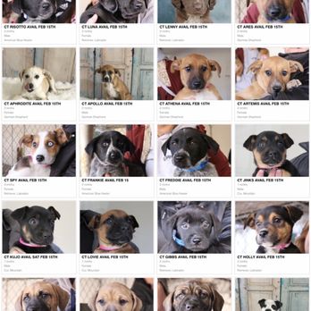 PAWSAFE ANIMAL RESCUE - Updated December 2025 - 18 Photos & 13 Reviews ...