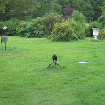 THE IRISH RAPTOR RESEARCH CENTRE - Updated April 2025 - Ballymote ...