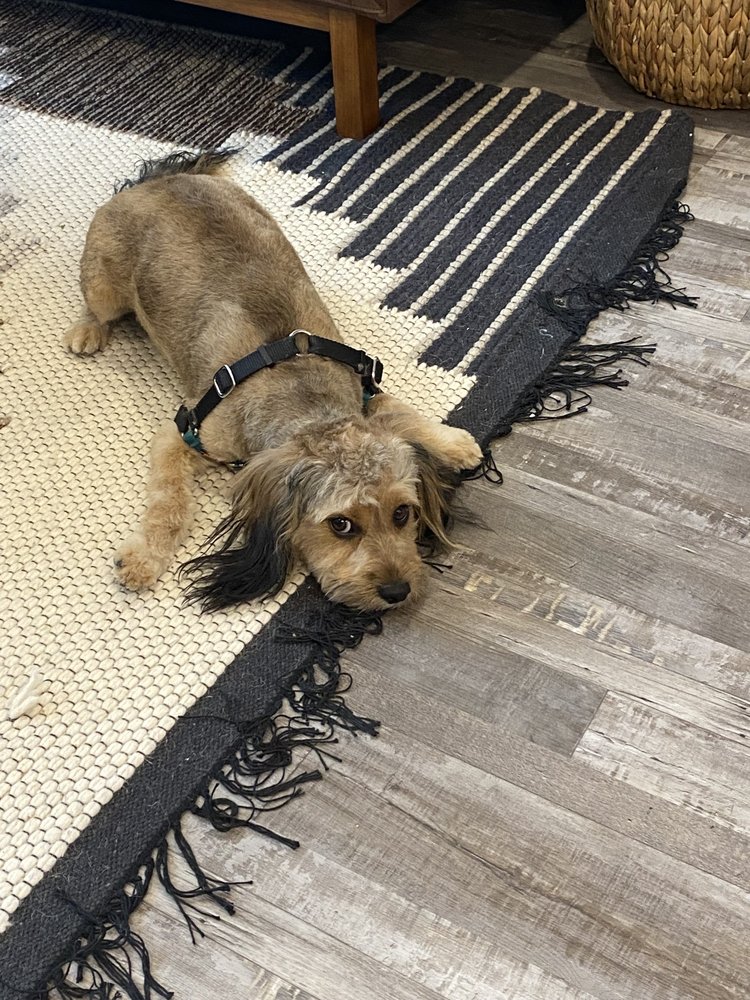 DOWNTOWN DOG LOUNGE - SEATTLE - Updated July 2025 - 51 Photos & 135 ...