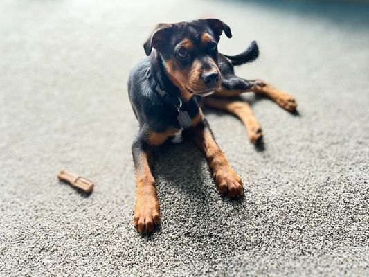 WRIGHT WAY RESCUE - Updated December 2025 - 80 Photos & 222 Reviews ...