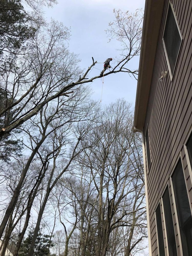 THE TREE - Updated June 2024 - Request a Quote - Covington, Georgia ...