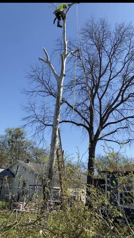ALVARO’S TREE SERVICE - Updated April 2024 - Request a Quote - Dallas ...
