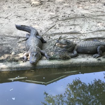 GATORS & FRIENDS - Updated March 2024 - 201 Photos & 52 Reviews - 11441 ...