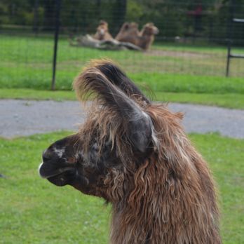 KEYSTONE SAFARI - Updated October 2025 - 137 Photos & 61 Reviews - 2284 ...