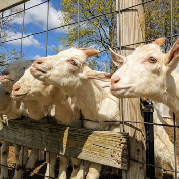 GOODALE FARMS - Updated January 2026 - 55 Photos & 40 Reviews - 250 ...