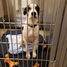 CONNECTICUT HUMANE SOCIETY - 70 Photos & 29 Reviews - Animal Shelters ...