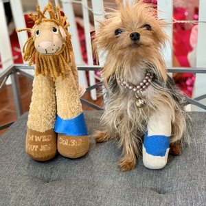 ALTA LOMA ANIMAL HOSPITAL - 106 Photos & 257 Reviews - 7289 Amethyst ...