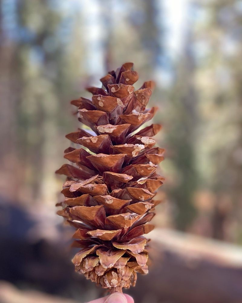 TUOLUMNE GROVE OF GIANT SEQUOIAS - Updated October 2025 - 58 Photos ...