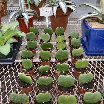 ROSE HILL NURSERIES - Updated December 2025 - 57 Photos & 25 Reviews ...