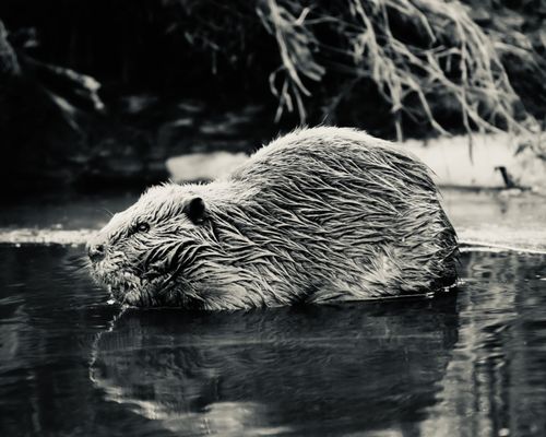 HOWARD COUNTY CONSERVANCY - Updated January 2026 - 37 Photos & 11 ...