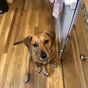 RESTON ANIMAL HOSPITAL - 11 Photos & 46 Reviews - 2403 Reston Pkwy ...