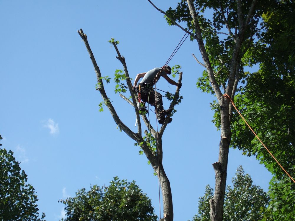 MACO TREE SERVICE AND LANDSCAPING - Updated October 2025 - 21 Photos ...
