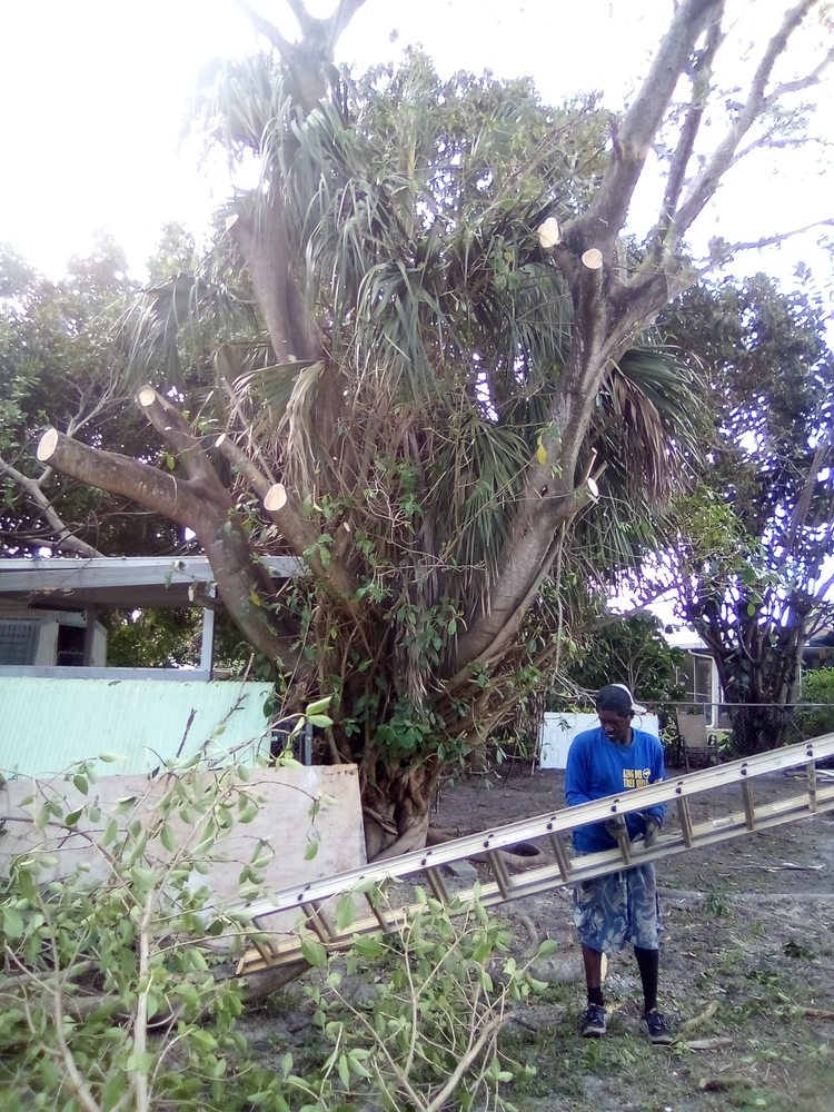 KING DEE TREE SERVICE - Updated December 2025 - Request a Quote - Fort ...