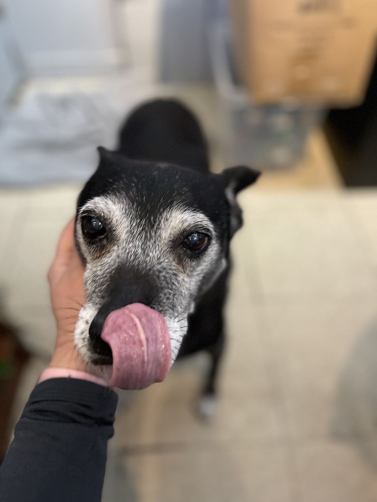 BARK PLACE - Updated December 2025 - 81 Photos & 93 Reviews - 1775 W ...