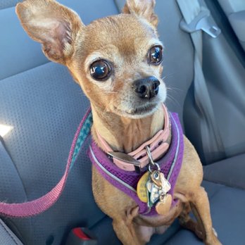 WAGS - Updated June 2024 - 41 Photos & 25 Reviews - 135 Southwest Blvd ...