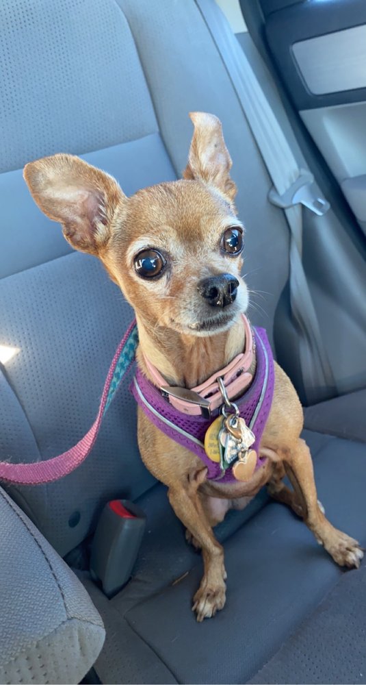 WAGS - 32 Photos & 17 Reviews - 135 Southwest Blvd, Rohnert Park, CA - Yelp