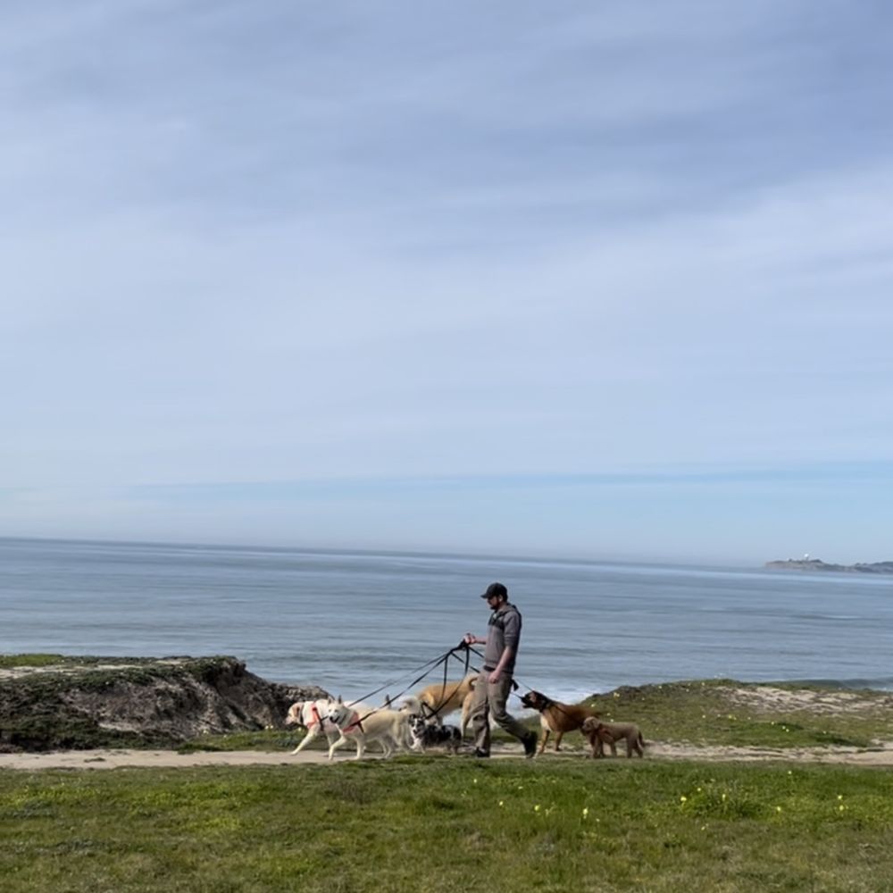 ADVENTURE DOG SF - Updated July 2025 - San Francisco, California - Dog ...
