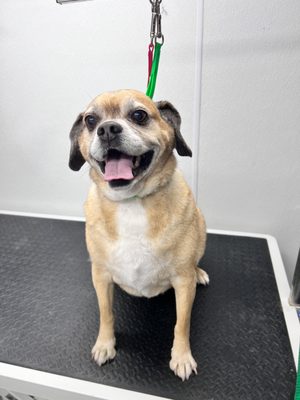 ZOOMIN GROOMIN - Updated October 2025 - 26 Photos & 11 Reviews ...