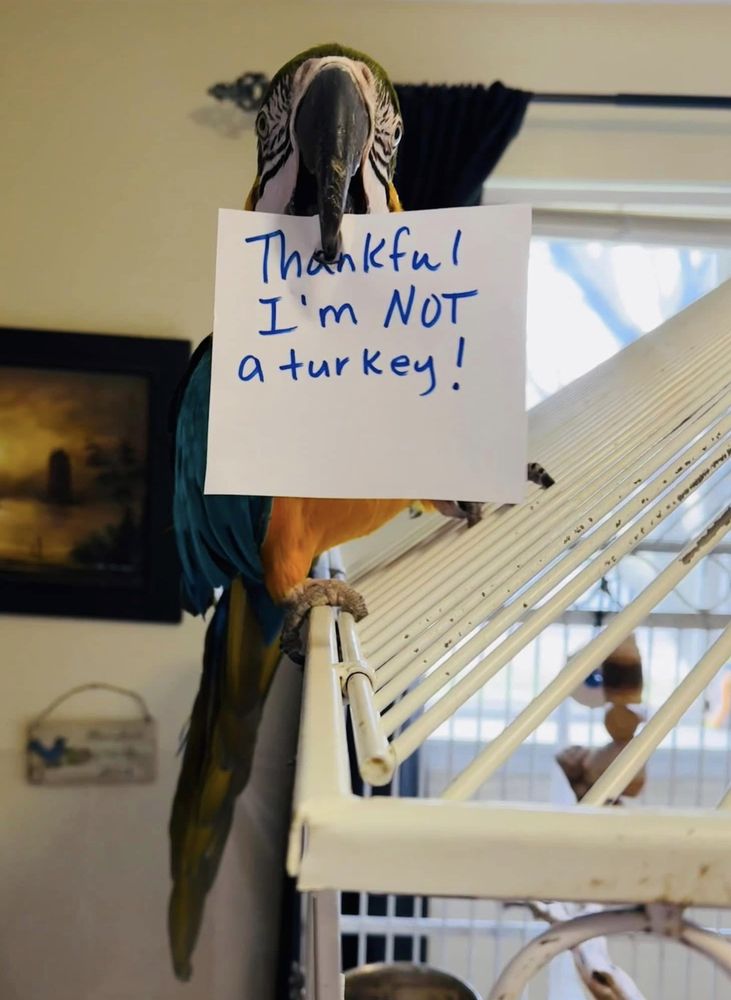 FOX RENT A CAR - Updated January 2026 - 177 Photos & 1067 Reviews ...